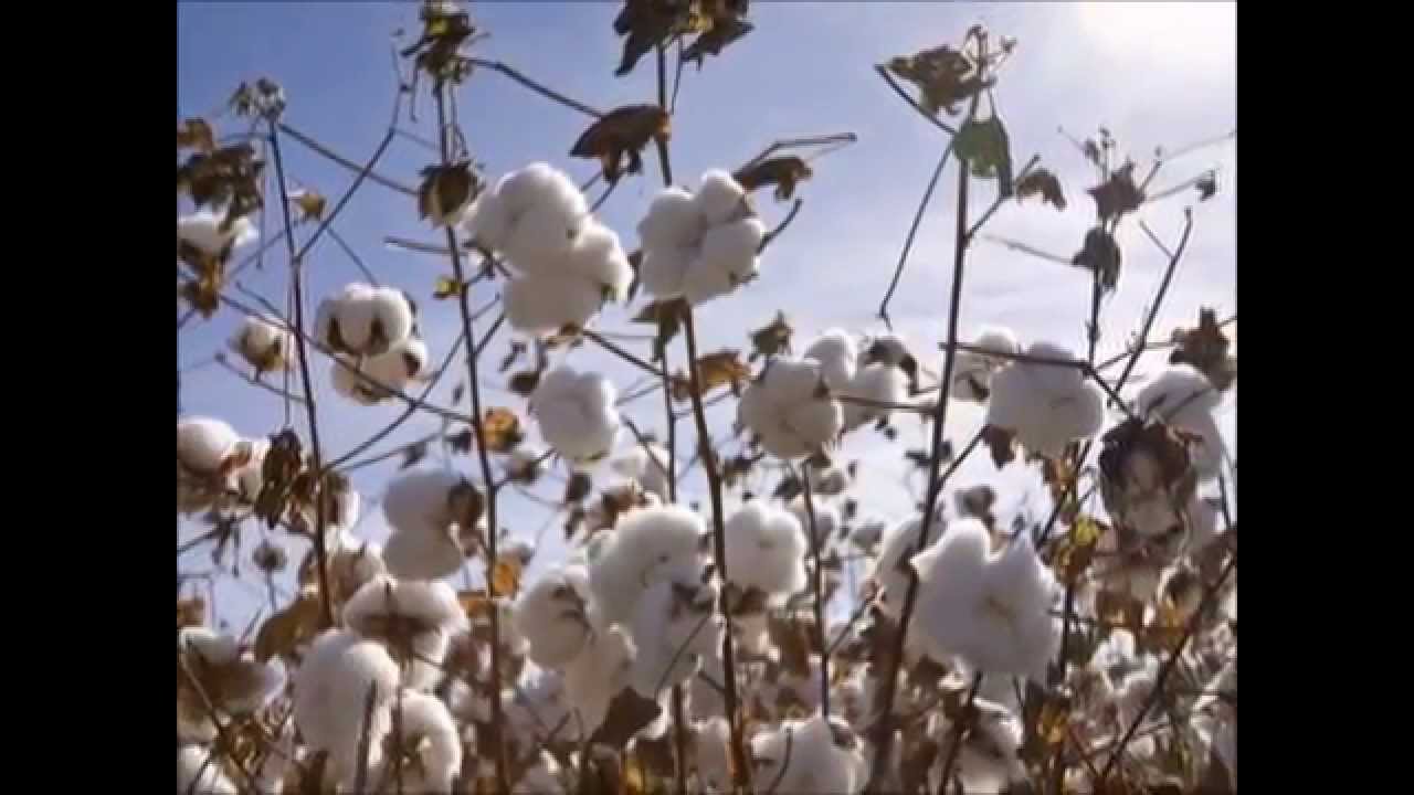 Cottonfields - American folk song - YouTube