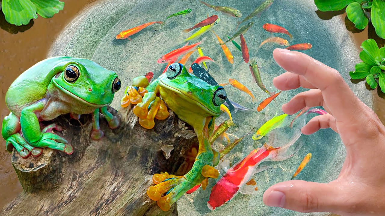 Catch Frogs In Tiny Ponds With Swordfish, Three Tailed Fish, Ornamental ...