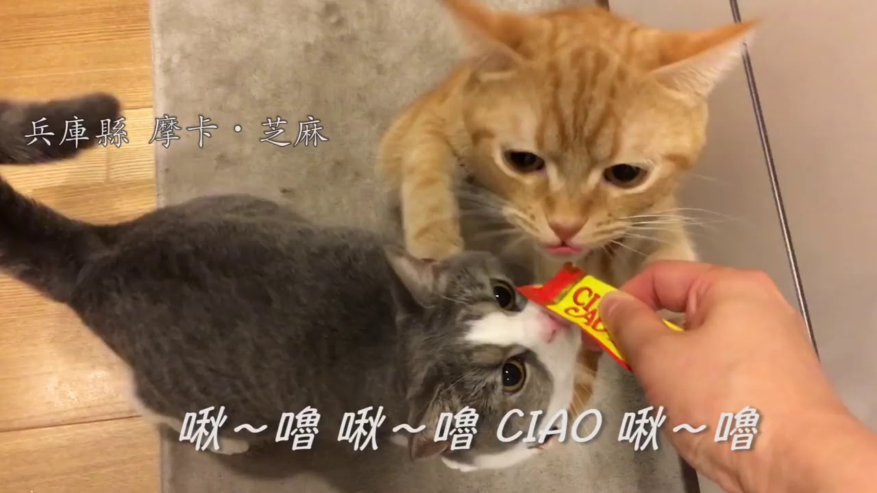 MEOWZONE x CIAO Churu 貓肉泥 - YouTube