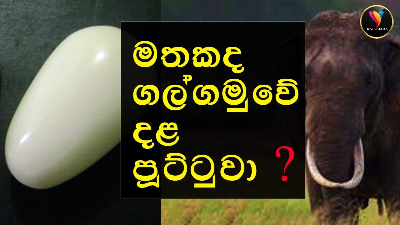 Dala puttuwa _ ගල්ගමුවේ දළ පූට්ටුවා_Blind Sri Lankan jumbo with crossed ...