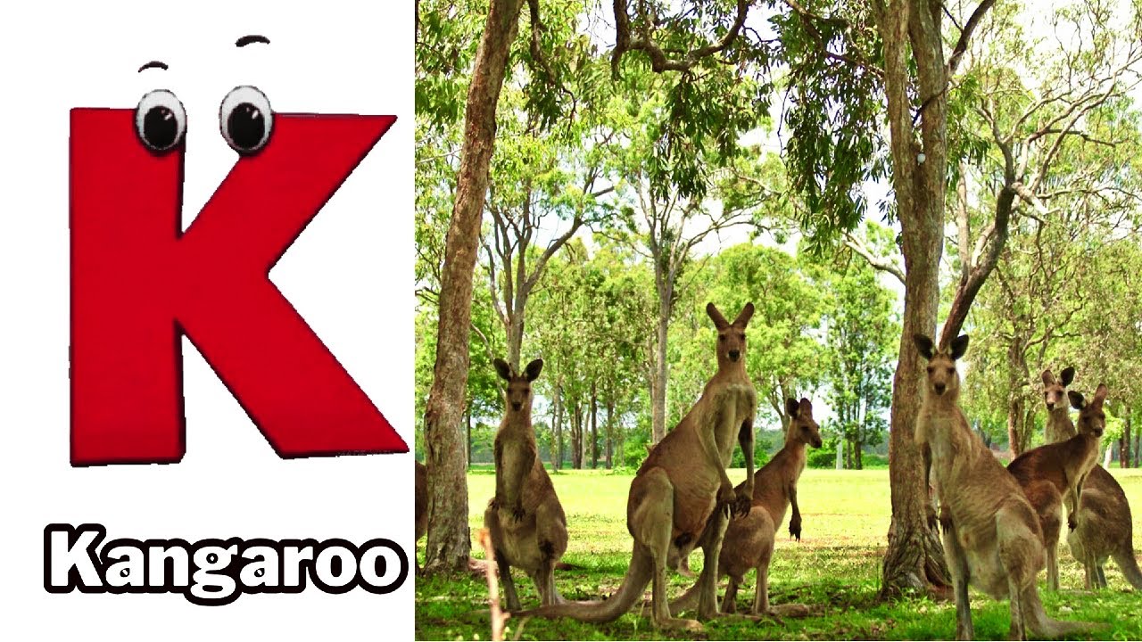 ABC - Alphabet Song - ABC Song - Collection - 2023 #298 - YouTube