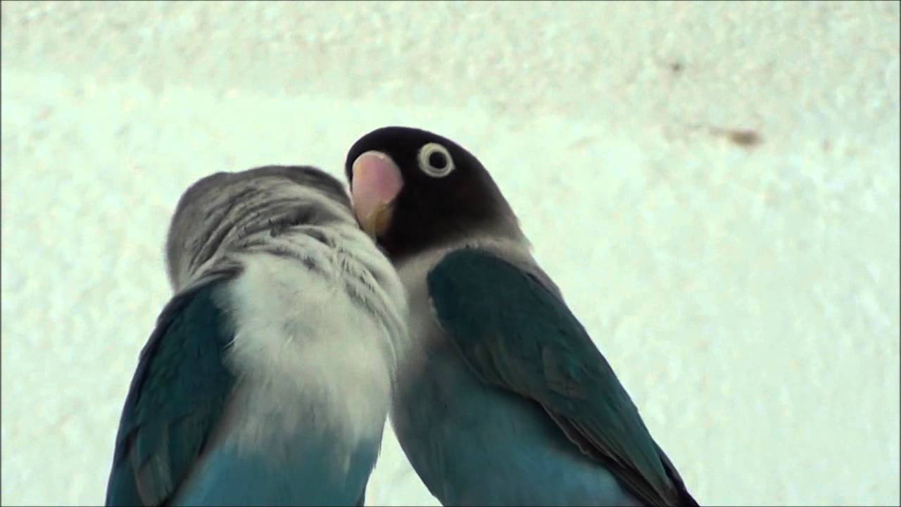 Inséparables le 17 juin 2011 [Bonne qualité, grande taille].avi - YouTube