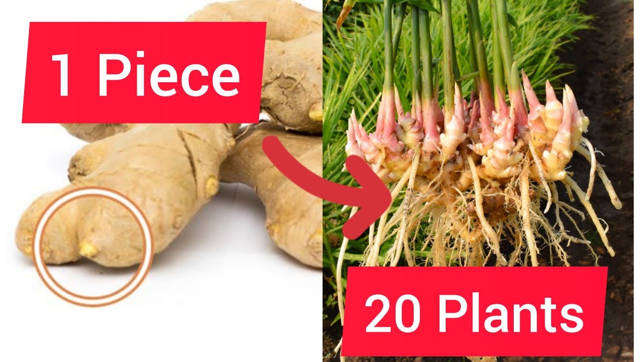Single-Bud Technology For Growing Ginger || Fast And Clean Part 1 - YouTube