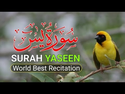 Surah yaseen Shareef ll Full with Arabic ll Biuntiful Recitation ll ...