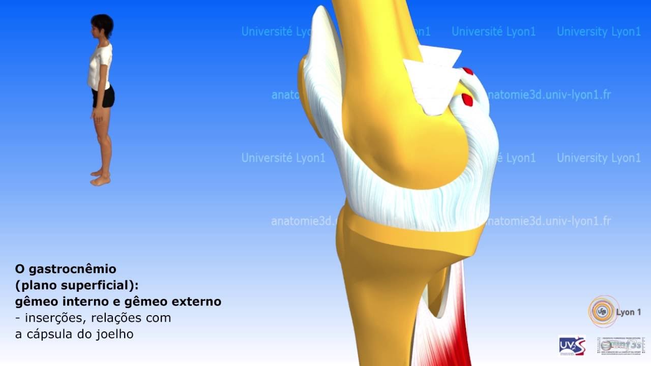 O tríceps sural - YouTube