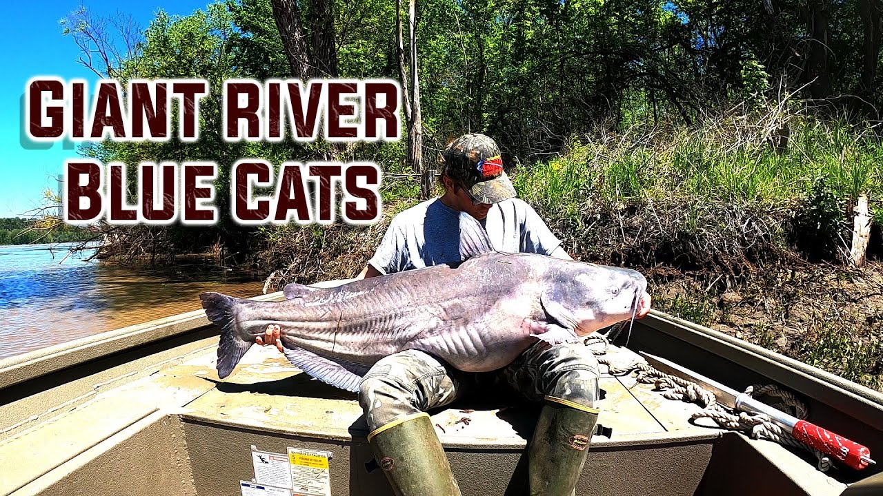 76 & 53 LB Blue Catfish Bite on a Flooded River - YouTube