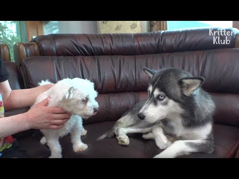 Küçük Malta ve büyük Husky köpek yasak aşkı yavruları doğurdu (Bölüm 1) | Kritter Klub