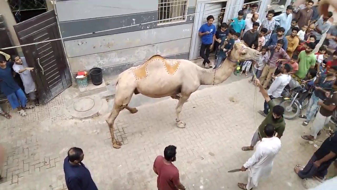 CAMEL CUTTING FOR FAMILY FUNCTION - YouTube