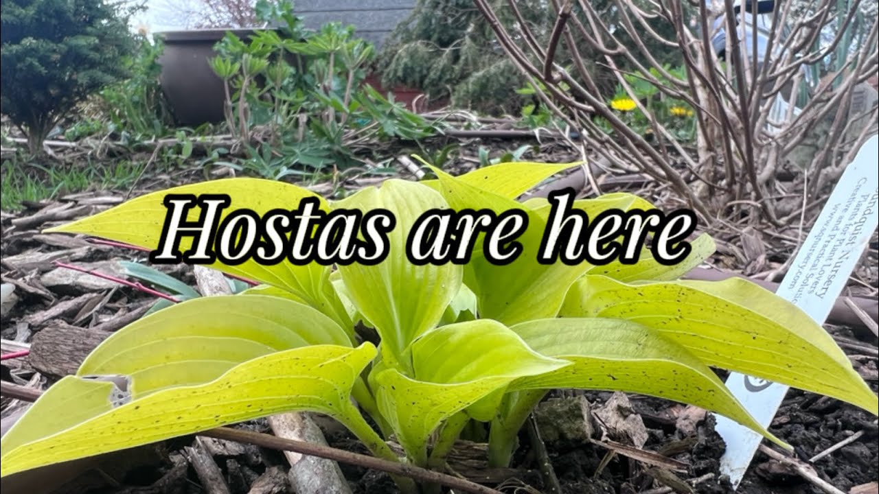 My hostas are reaching - YouTube