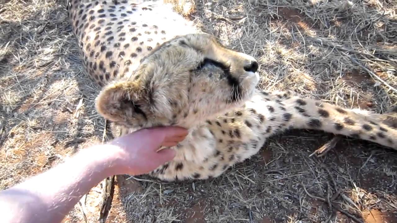 Naankuse/Namibia - cheetah's purr - YouTube
