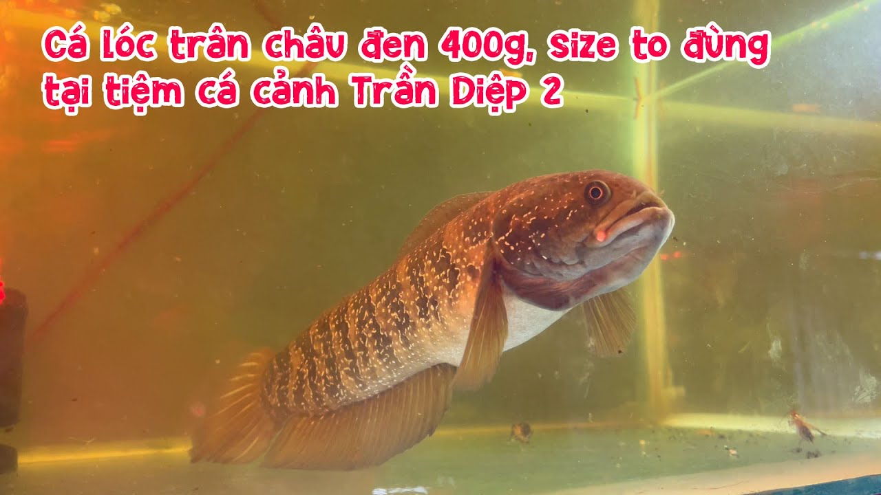 Cá lóc trân châu đen 400g, size to đùng tại tiệm cá cảnh Trần Diệp 2 ...