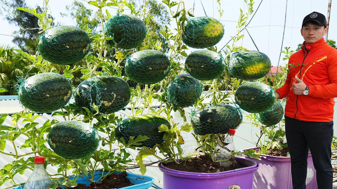 The Secret To Growing Delicious Watermelons In Plastic Containers - YouTube