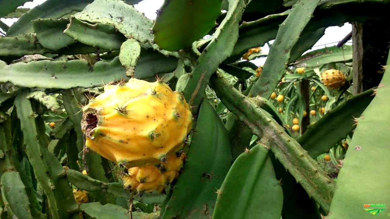 Minhas mudas de pitaya palora do equador - YouTube