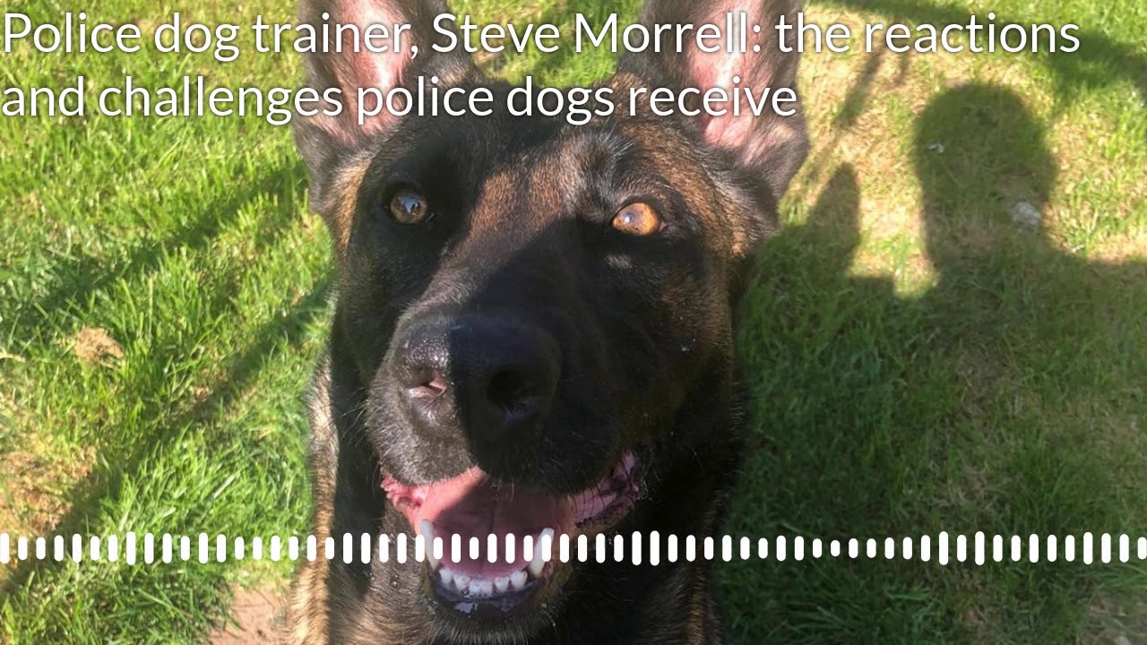 Interview with Steve Morrell: the reactions and challenges police dogs receive - YouTube