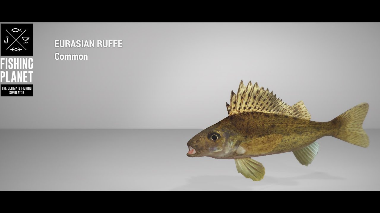 Fishing Planet - Akhtuba River - Eurasian Ruffe - Feeder - YouTube