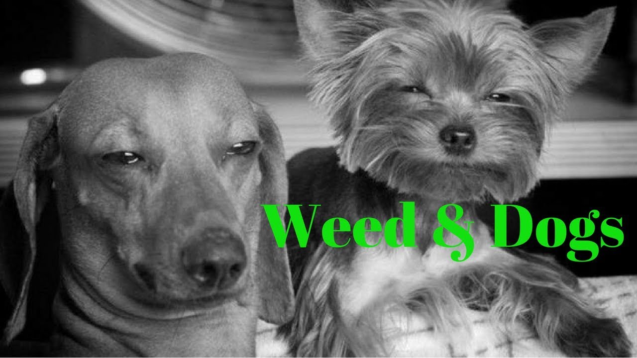Animal Weed Memes