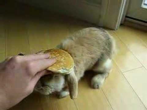 bunny with a pancake on its head - YouTube