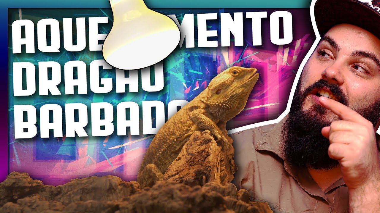 Aquecimento DRAGÃO BARBADO - Como aquecer meu Pogona Vitticeps - YouTube