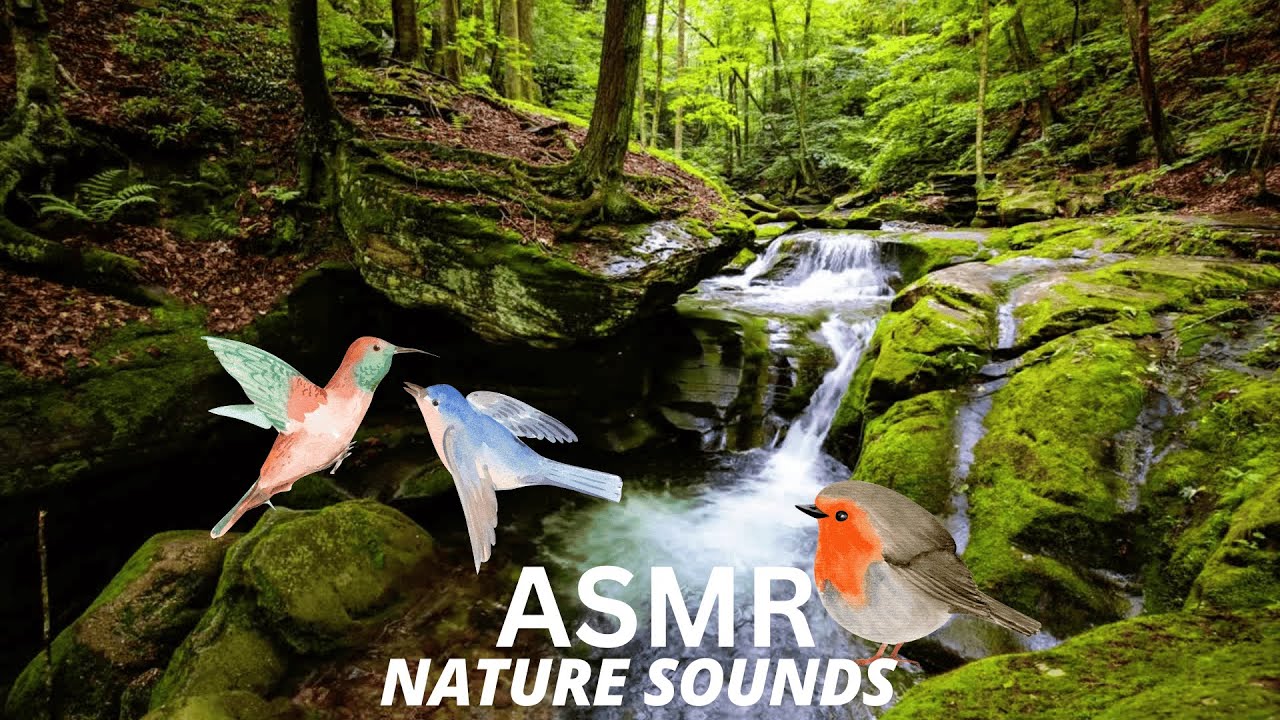 Relaxing ASMR Nature Sounds - 3 Hours of Peaceful Birds and Water ...