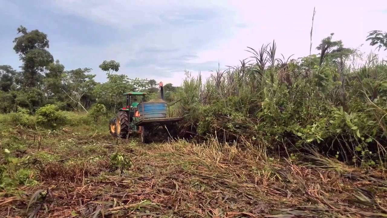 Cosecha de pasto de corte, para consumo fresco y ensilado. - YouTube