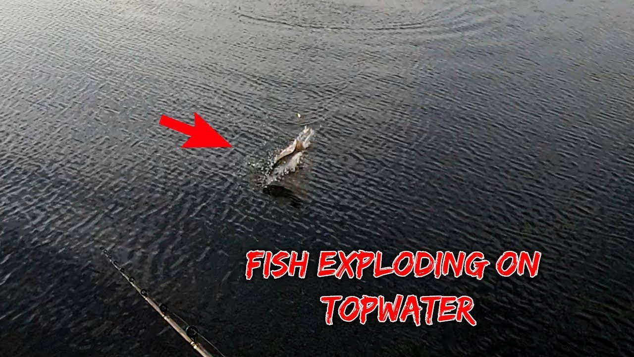 Trout and Redfish Exploding on Topwater - Mirrolure Mirromullet - YouTube