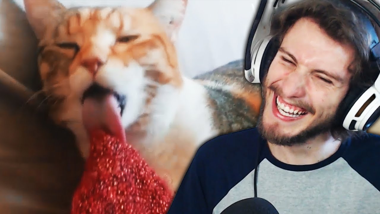 TENTE NÃO RIR com Gato Engraçados - YouTube