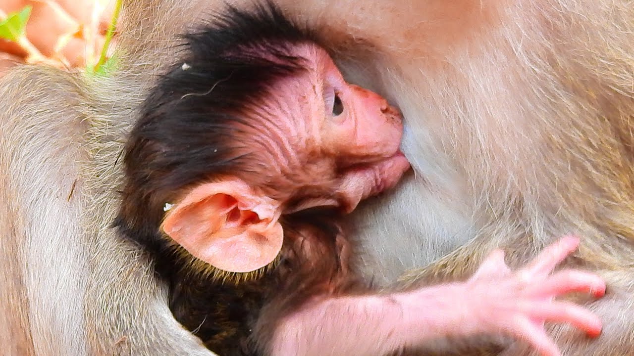 NOT WAIT LITTLE DALIA TRYING HUG MAMA DRINK MILK FAST. TOO MUCH HUNGRY ...