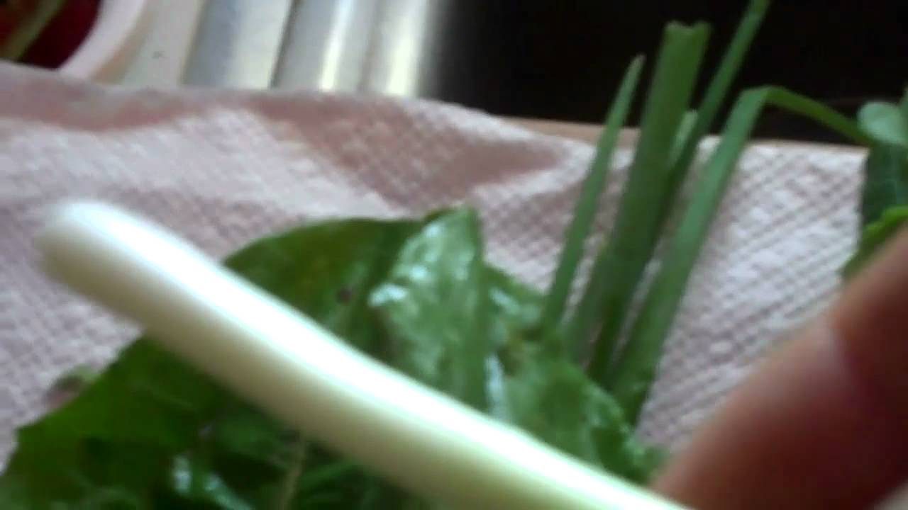 Red Fox Squirrel meat stir fry. - YouTube