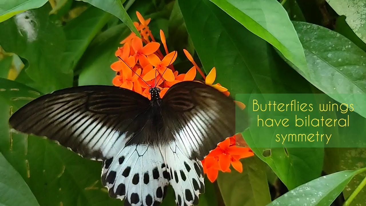 BUTTERFLY SLOW MOTION VIDEO | 1080p FULL HD - YouTube