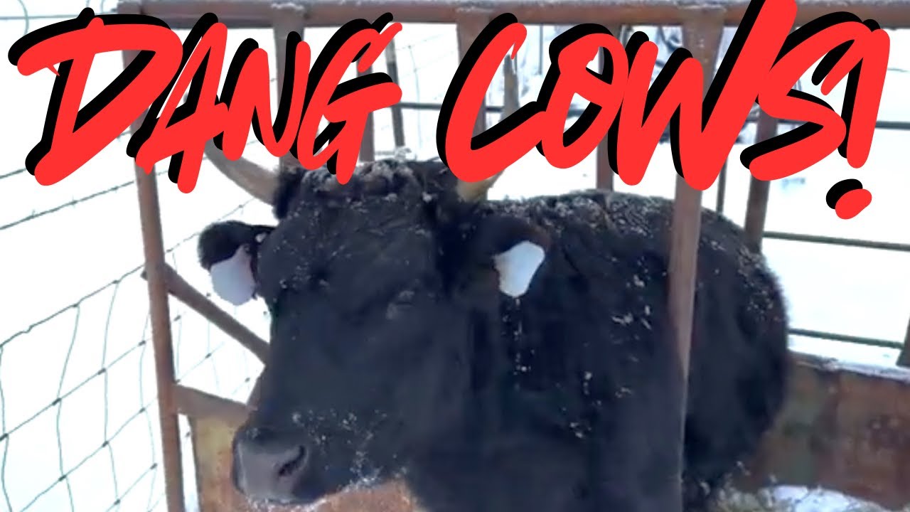 Cow “Pickle” in a pickle - YouTube