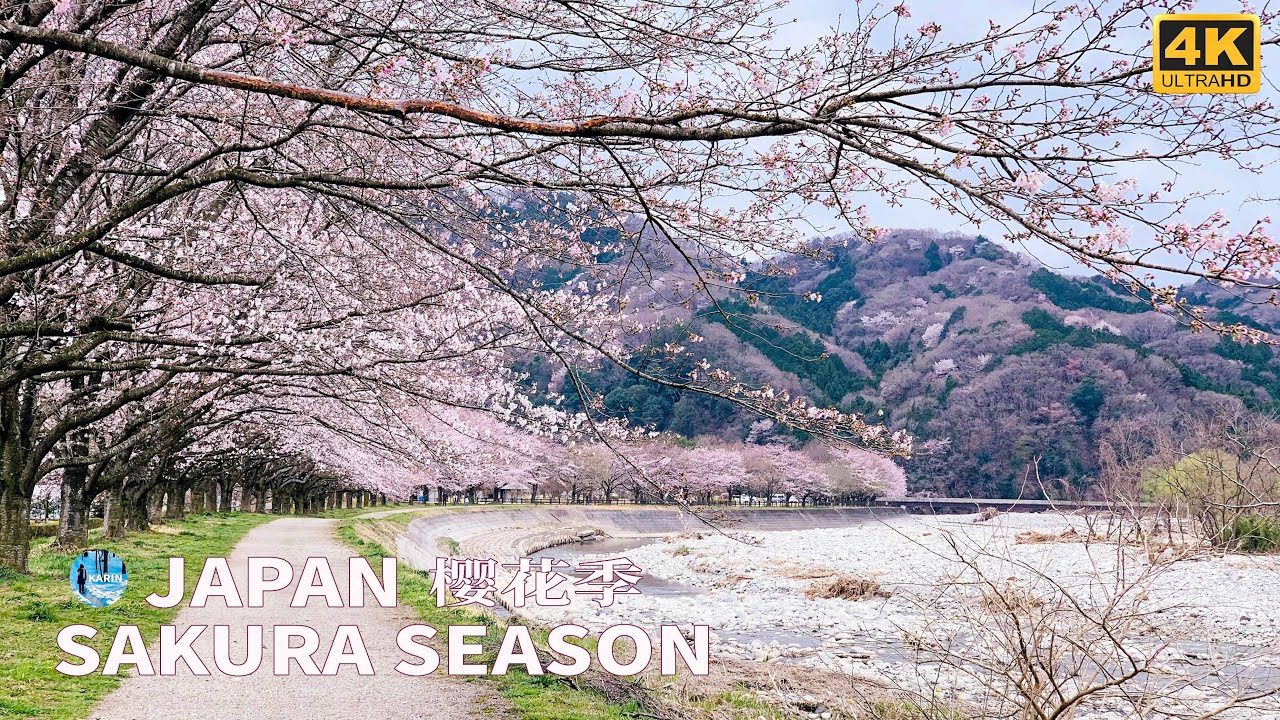 Sakura Season | Travelling in Japan | 100 Landscapes of Japan ...