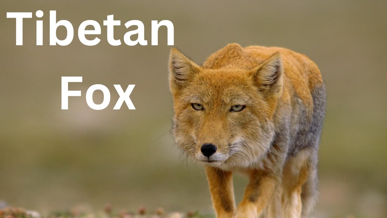 The Secretive Life of the Tibetan Fox - YouTube