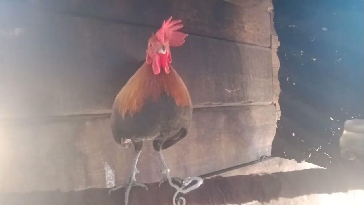 qaib qua zoo /02077423958 - YouTube