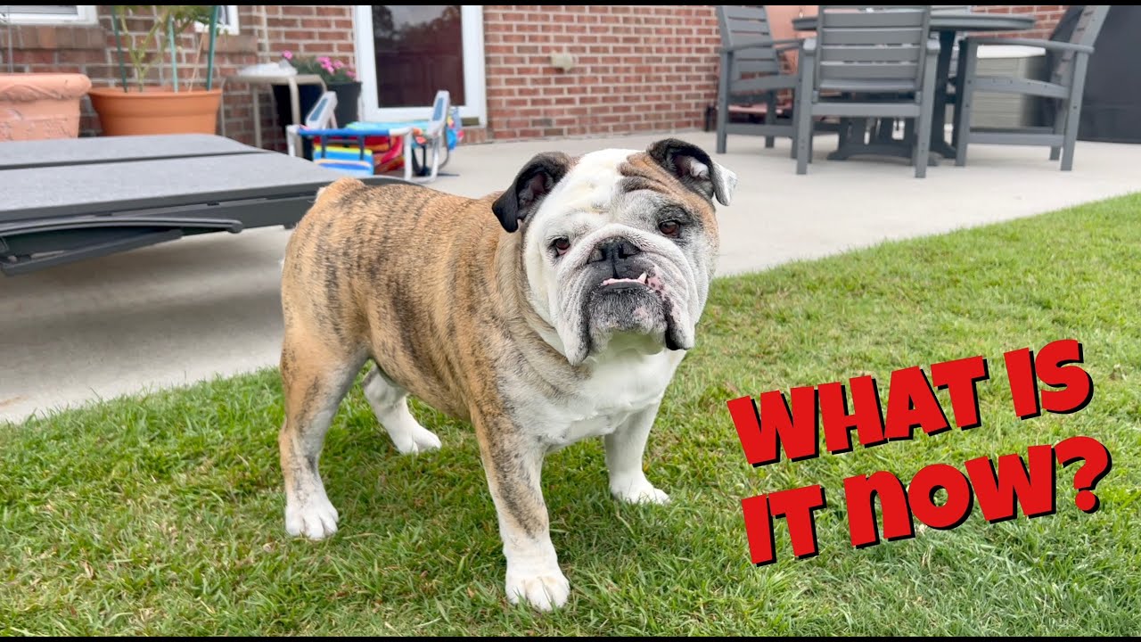 Reuben the Bulldog: Worst Guard Dog Ever - YouTube