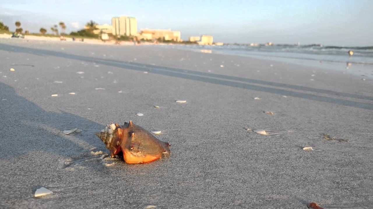 Conch walk - YouTube