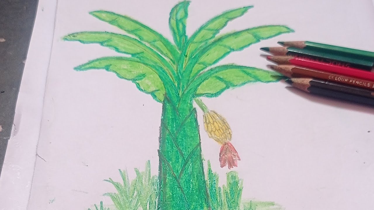 How to draw banana tree step by step// Easy banana tree drawing// - YouTube