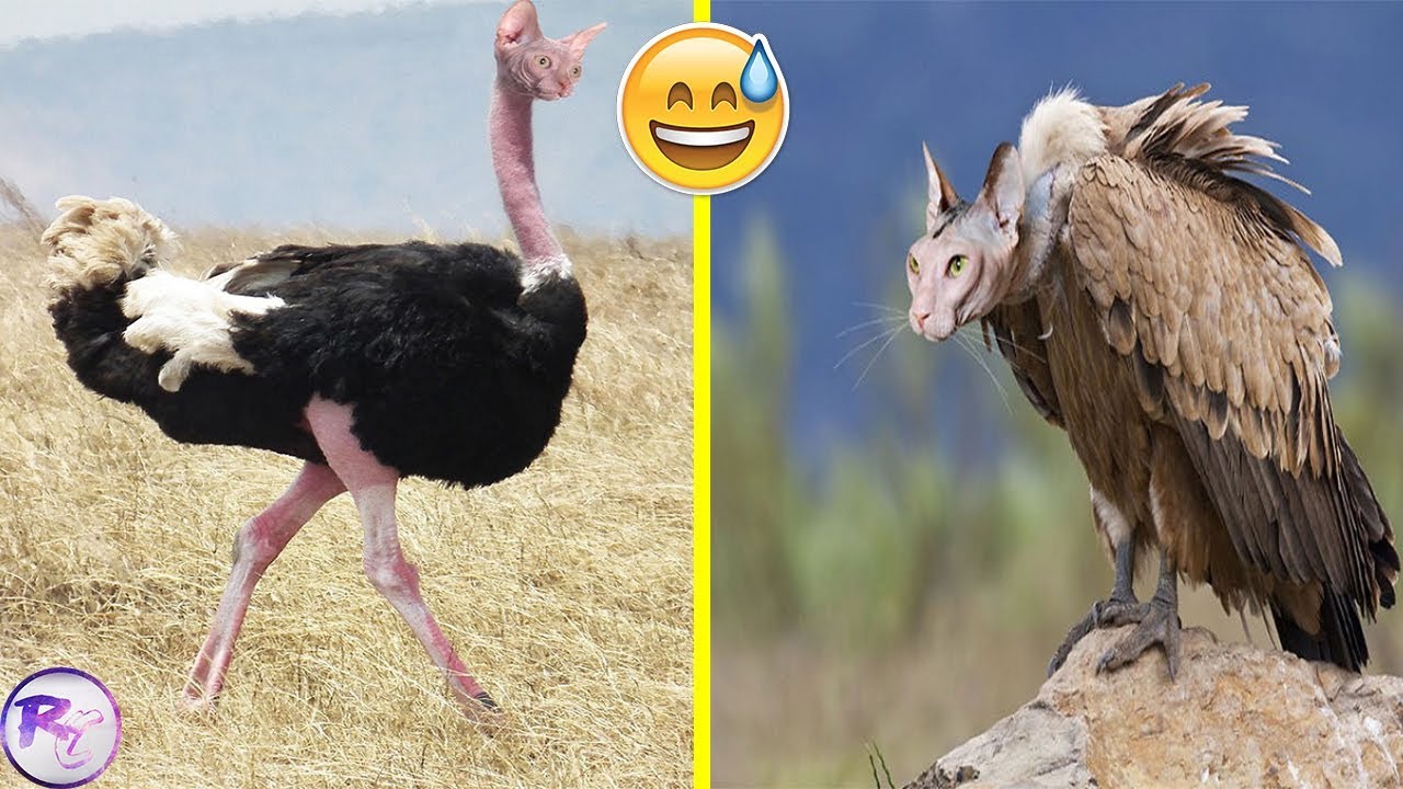 Unusual Cat & Bird Hybrids Bred In Photoshop (So Hilarious) - YouTube