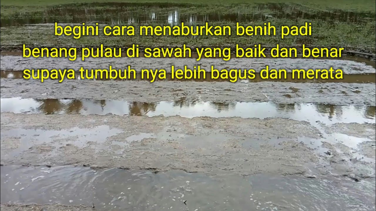 cara menabur benih padi sawah yang benar - YouTube
