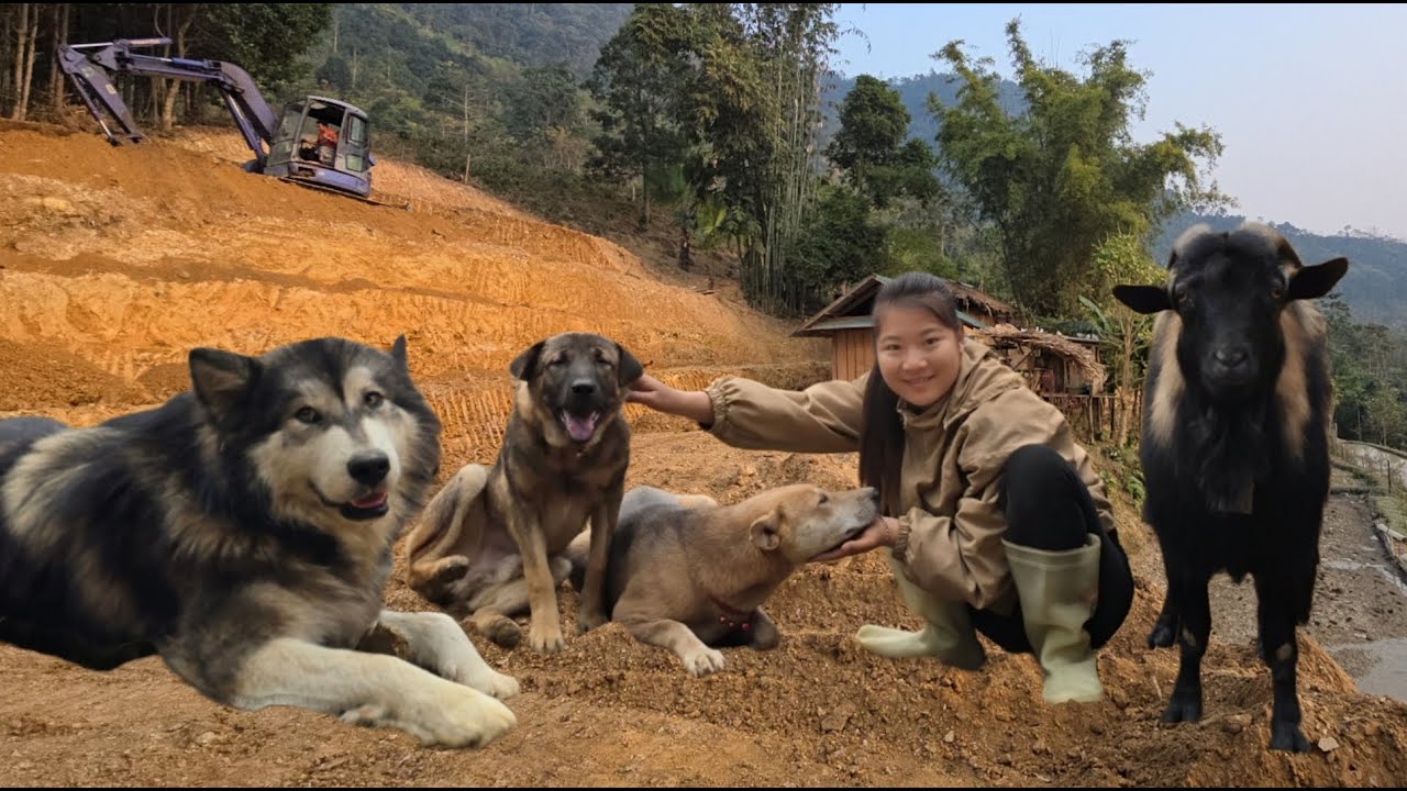 Vietnamese girl expands wasteland, preparing to build a farm - ha thi ...