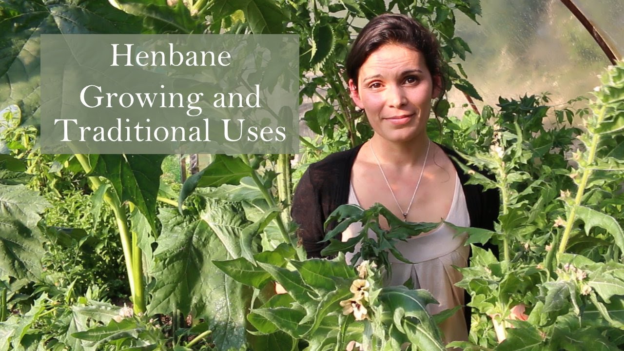 Traditional Uses of Henbane (Hyoscyamus niger) - YouTube