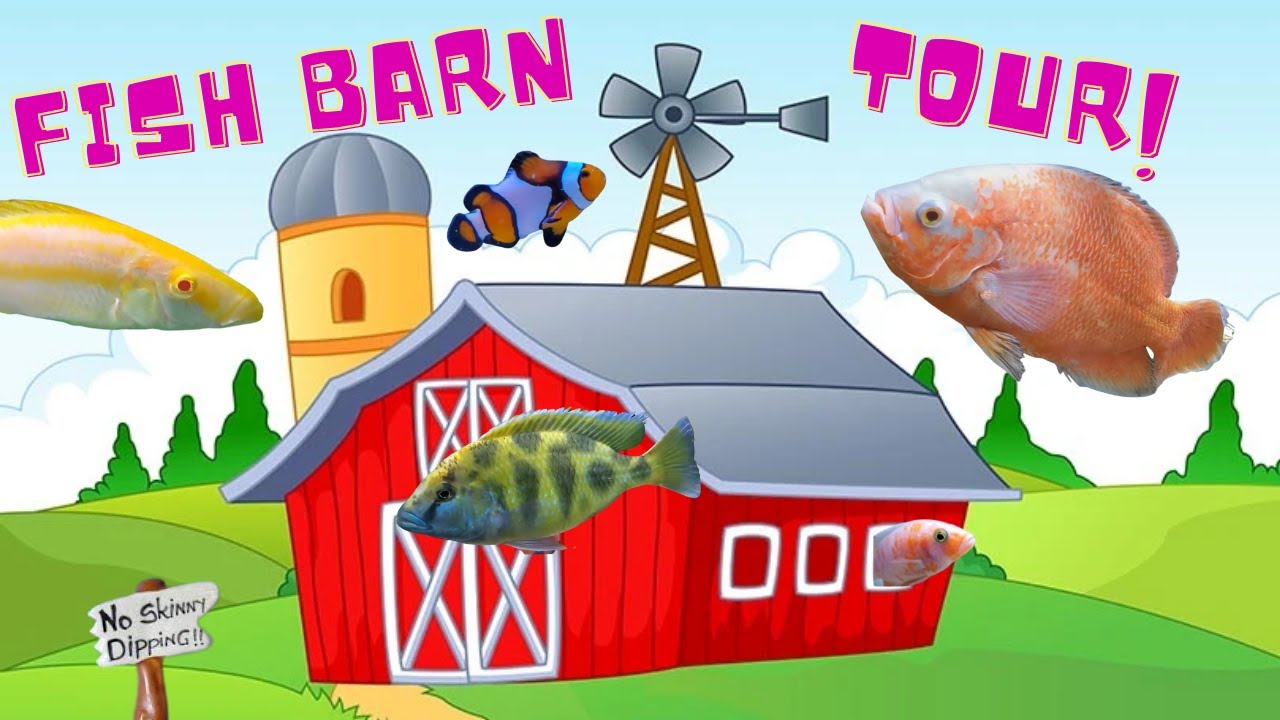 Fish Barn Tour - So Many Fish! - YouTube