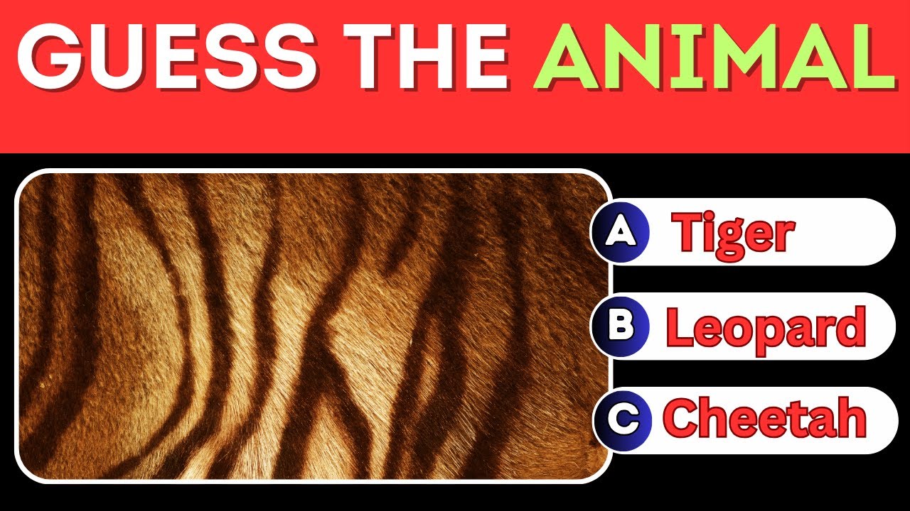 Guess the Animal by Their Textures! Easy,Medium,Hard! - YouTube