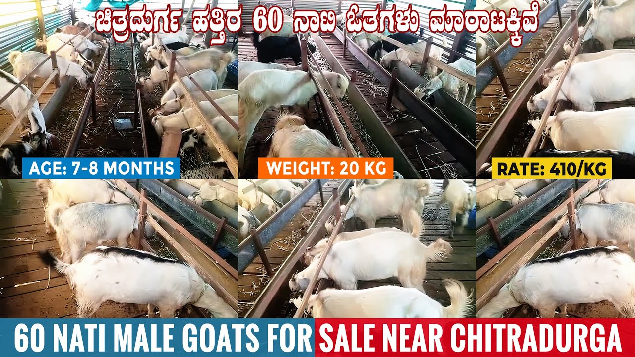Male NATI GOATS for Sale near Chitradurga in Karnataka | Male Native ...
