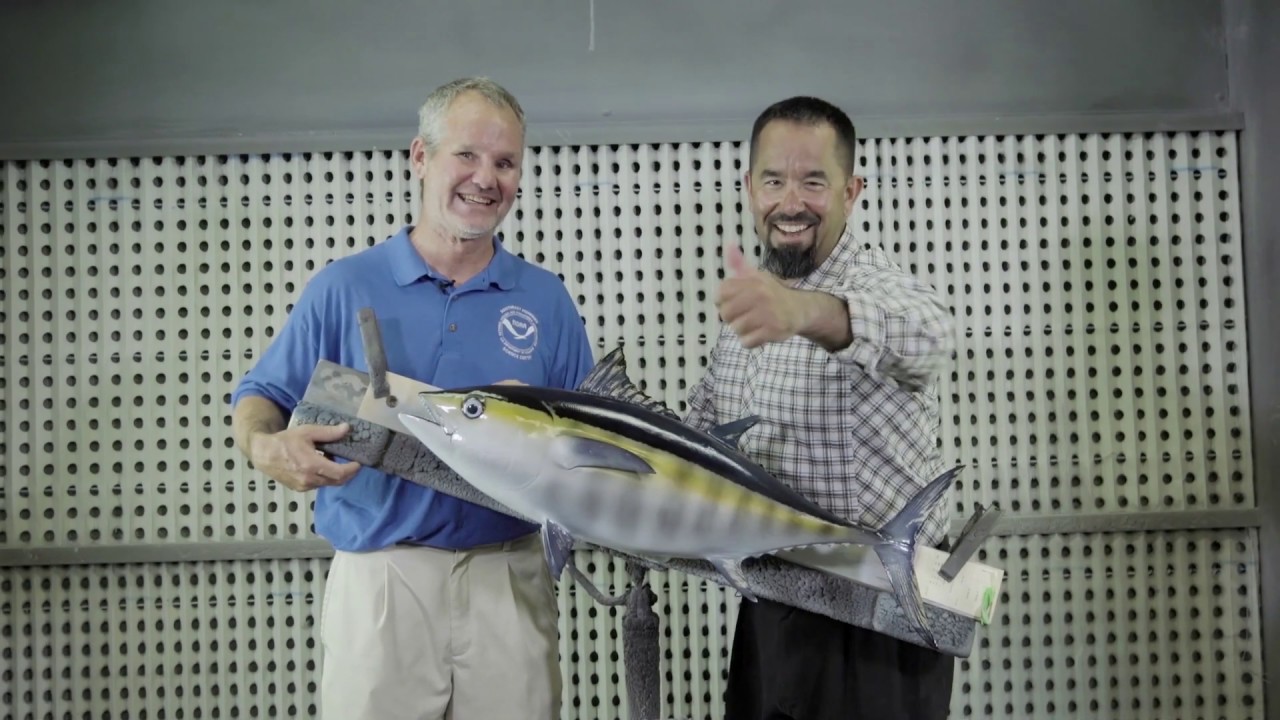 Identifying Bluefin Vs Yellowfin Tuna New Sport Fishing How To Tell