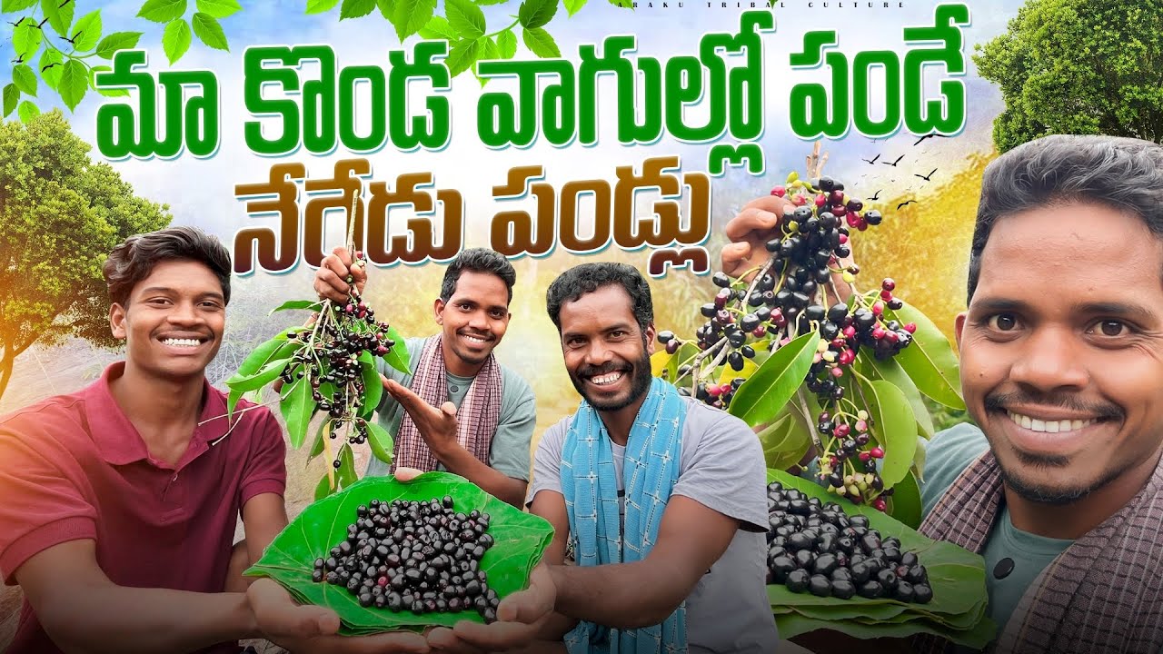 Wild Black Jamun Fruit : Neredu Pandlu || కొండ కాలువల్లో పండే నేరేడు ...