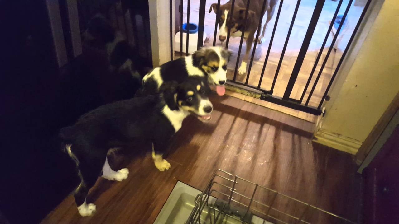 Parvo babies playing - YouTube