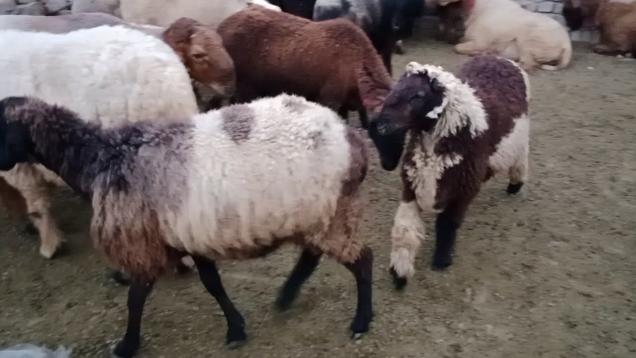 Little Sheep Is Fighting And Trying TO Meeting | Sheep Fight | Sheep ...