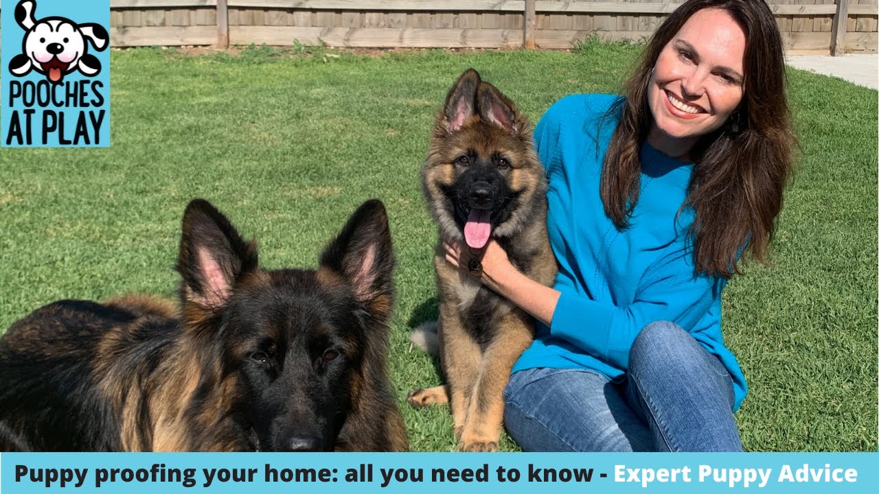 Puppy Proofing your home - expert dog training tips - YouTube