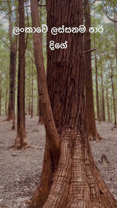 Beautiful Srilanka ලංකාවේ ලස්සනම පාර දිගේ Youtube