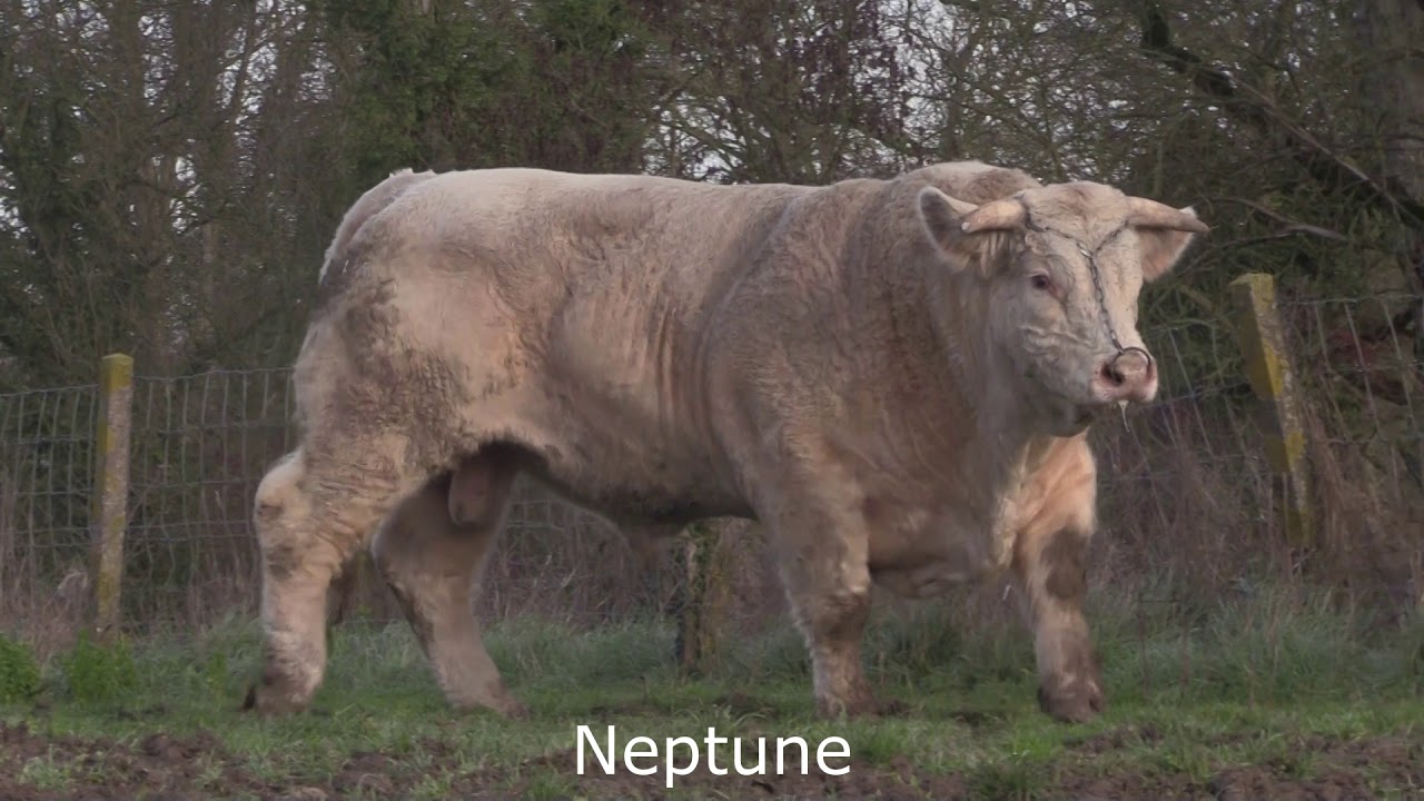 Elevage JUBERT (SCEA du Bourg) - YouTube